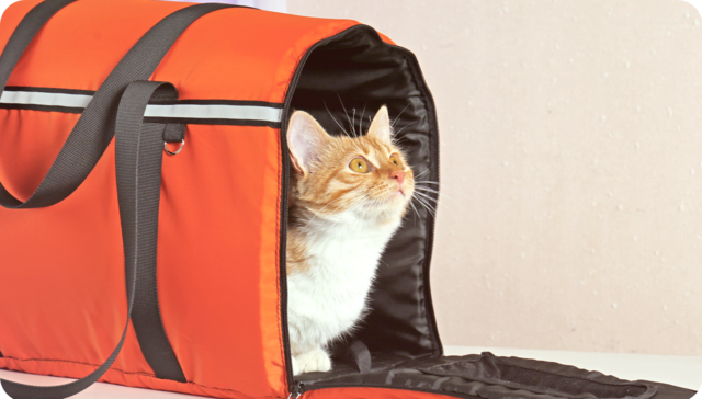 Pet Relocation Services: Trusted Companion for International Pet Travel ...