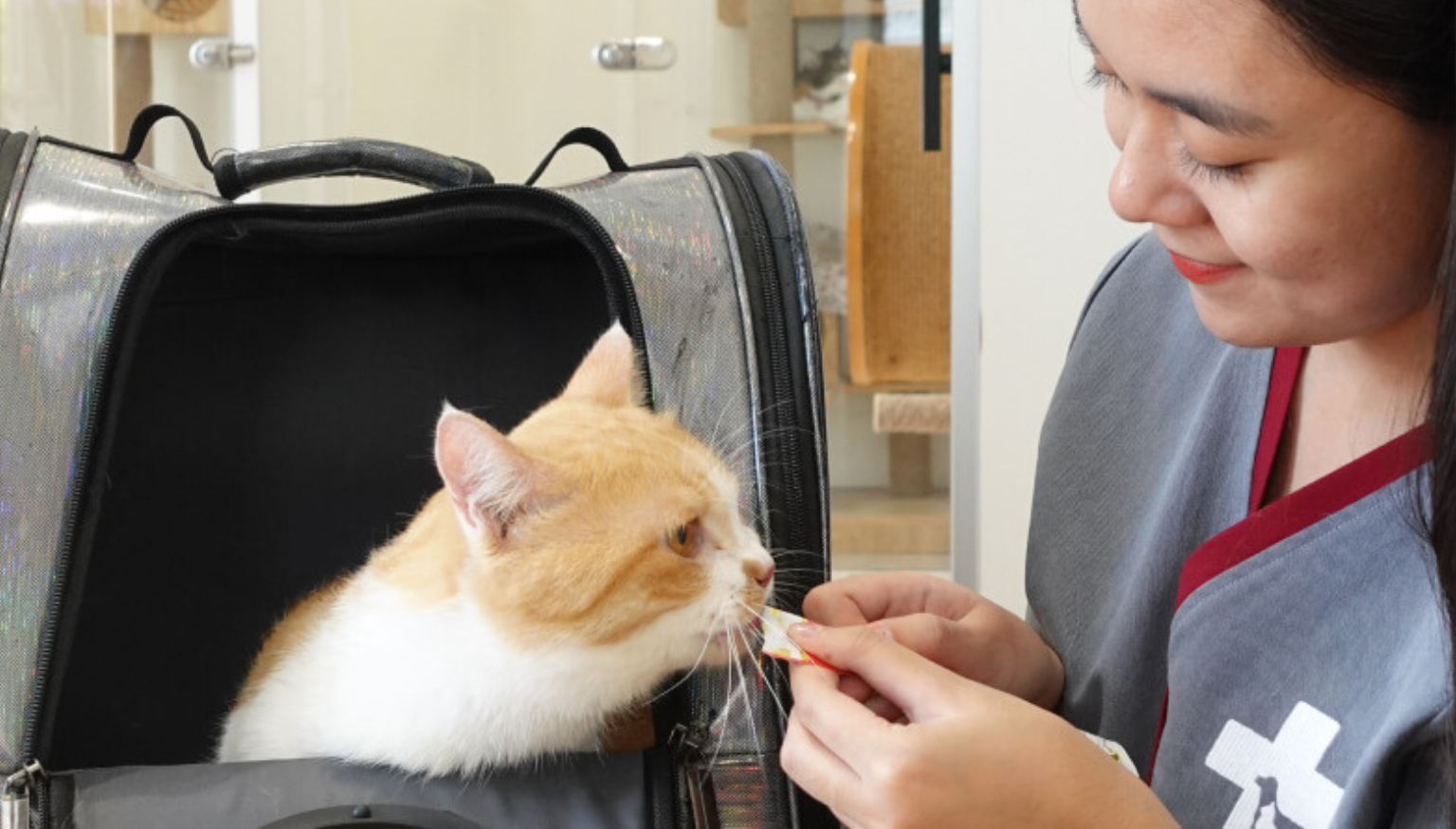 Pet Relocation Services: The Ultimate Guide to Safe and Professional ...